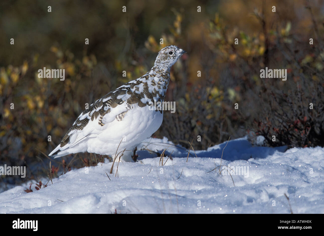 Rock ptarmigan feet hi-res stock photography and images - Alamy