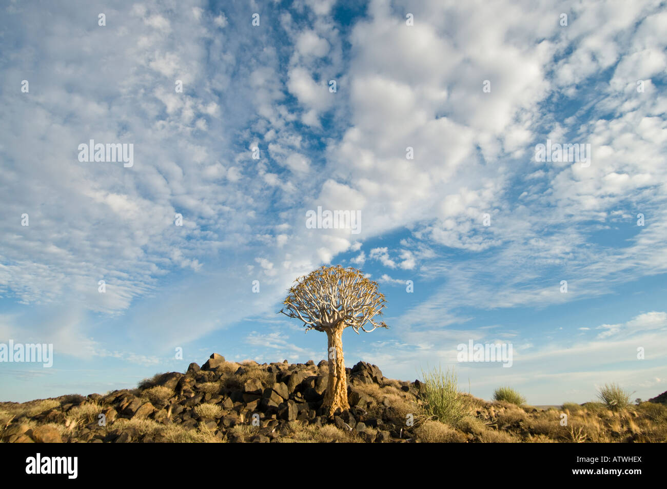 Quiver tree which gets its name that the San people or Bushman make ...