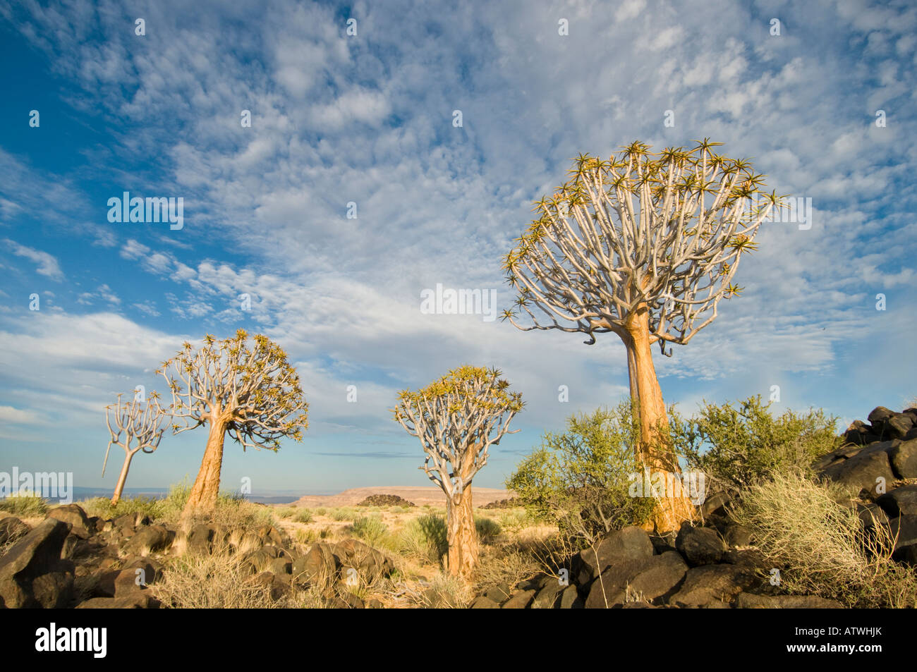 Quiver tree which gets its name that the San people or Bushman make ...