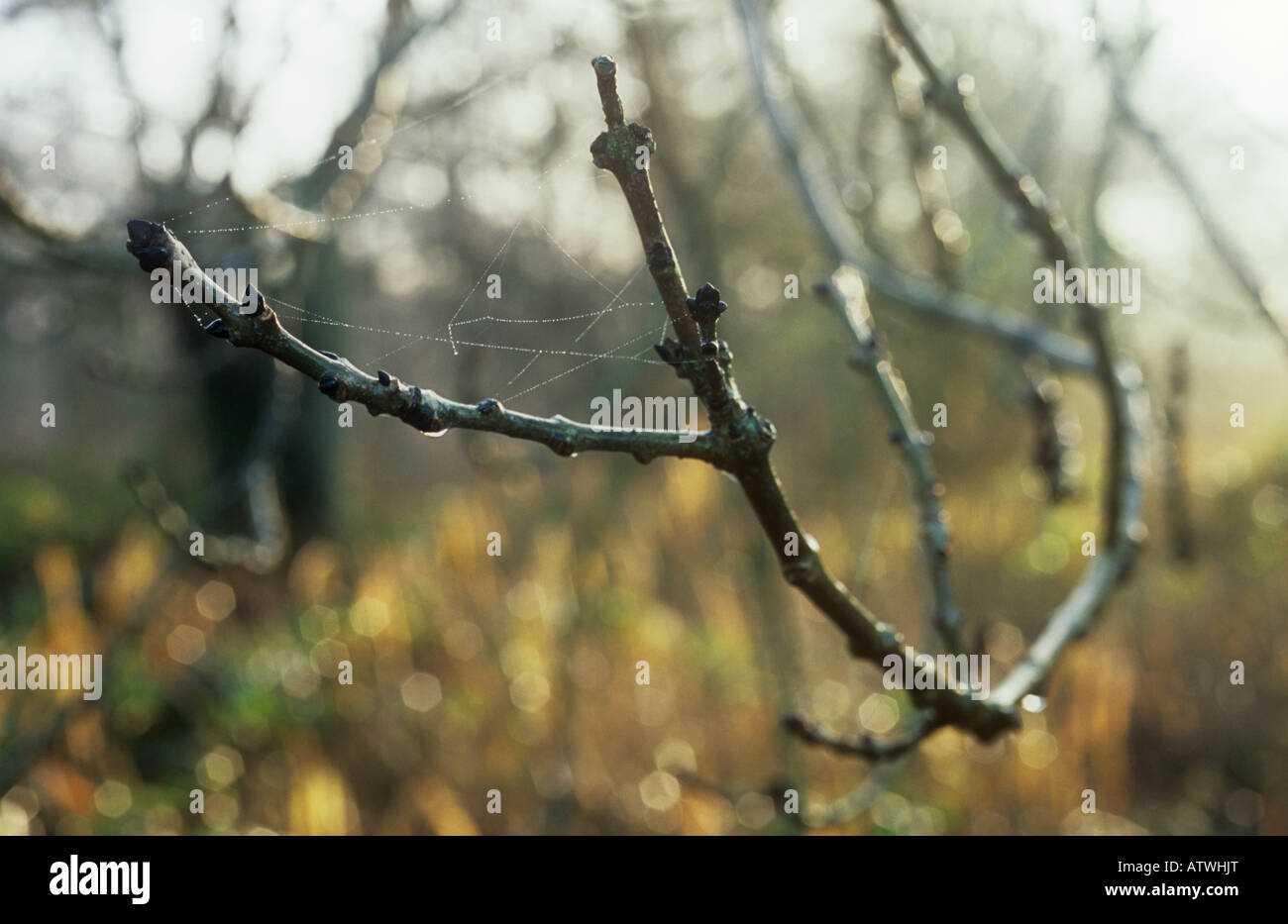 Close up of bare winter branch of Common ash tree with spider web ...