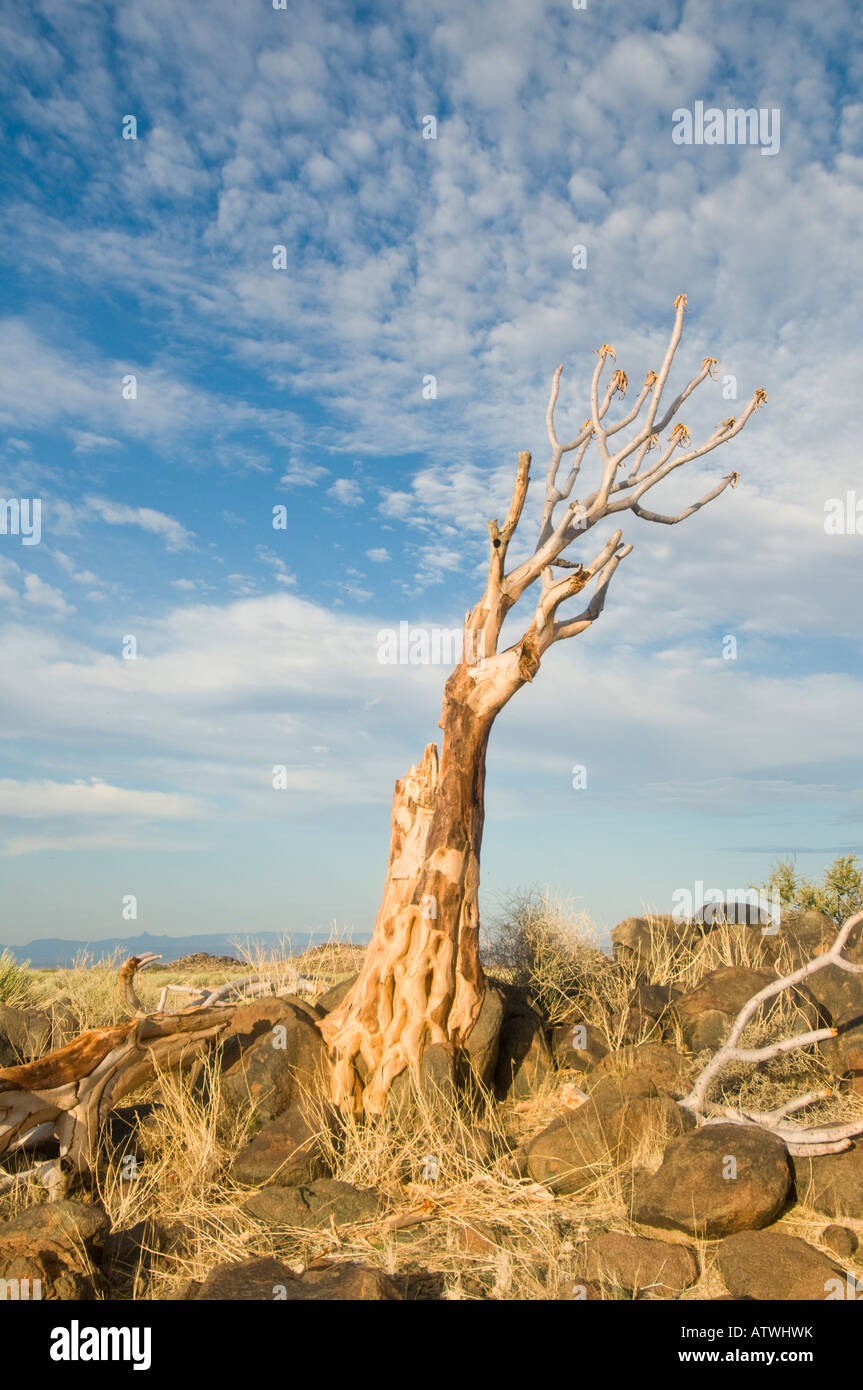 Quiver tree which gets its name that the San people or Bushman make ...