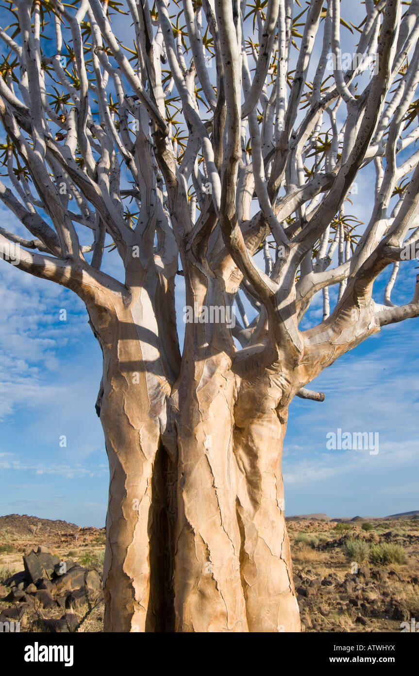 Quiver tree which gets its name that the San people or Bushman make ...