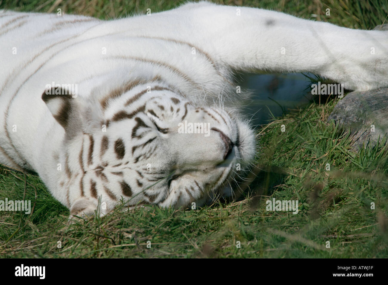 Albino Tiger Sleeping in the Sun Stock Photo - Alamy