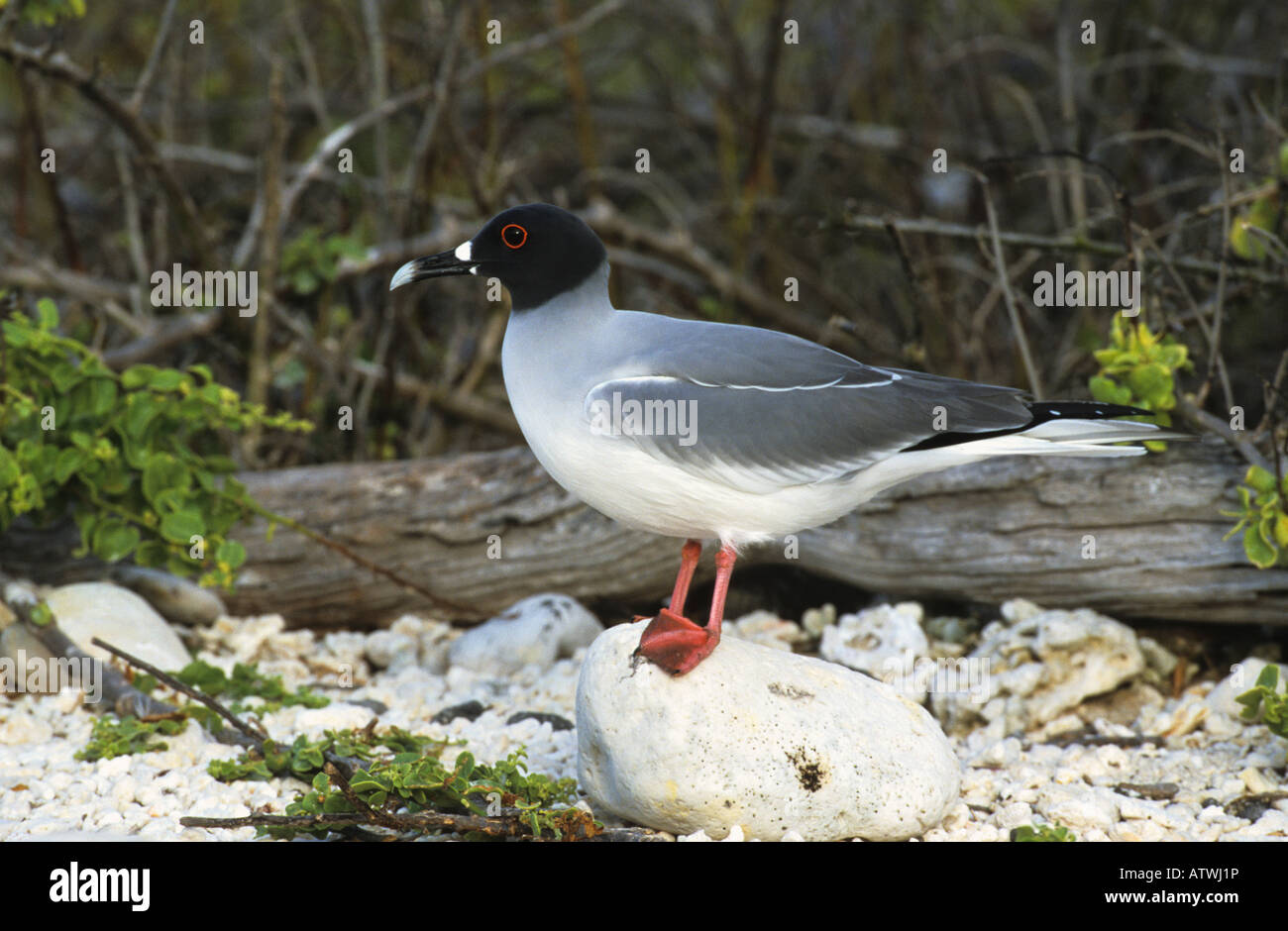Gull seagull bird rare galapagos hi-res stock photography and images ...