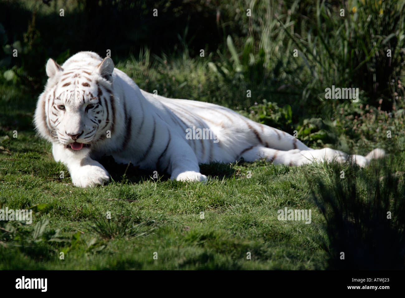 Albino Tiger Basking in the Sun Stock Photo - Alamy