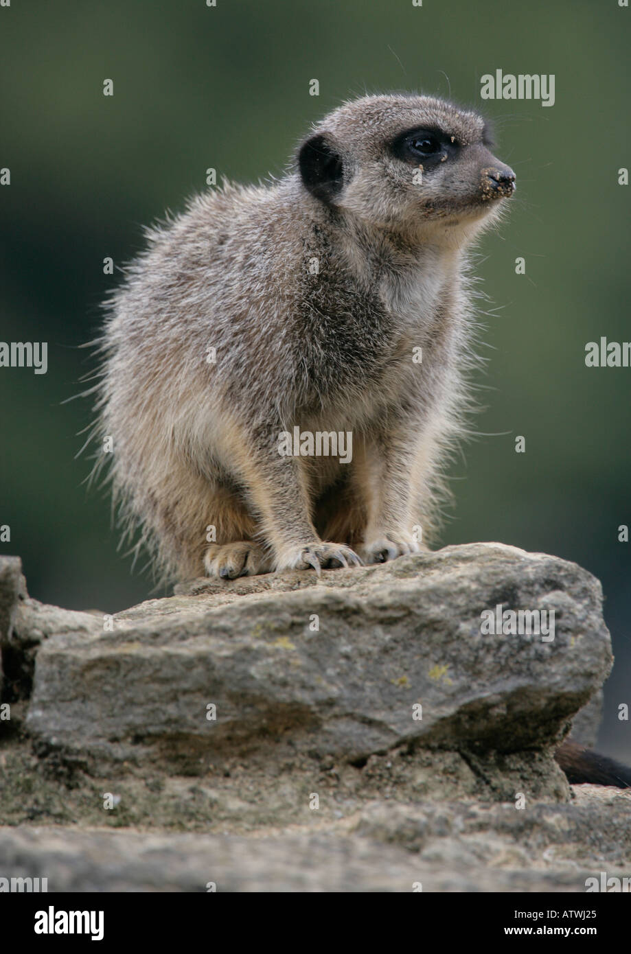 Meer cat hi-res stock photography and images - Alamy