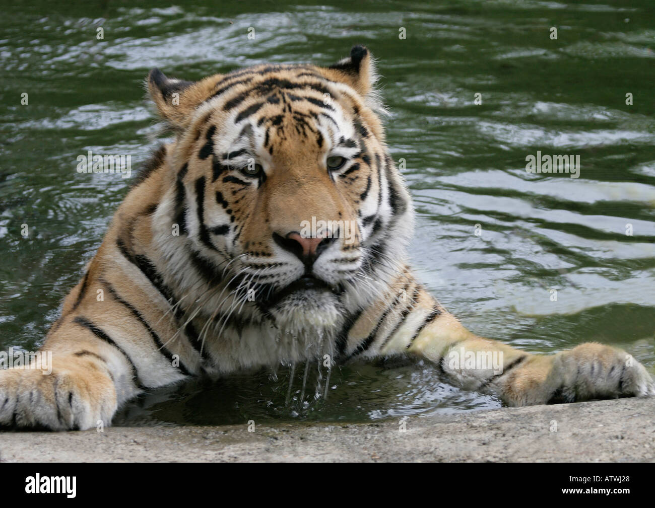 Tiger Having a Swim Stock Photo - Alamy