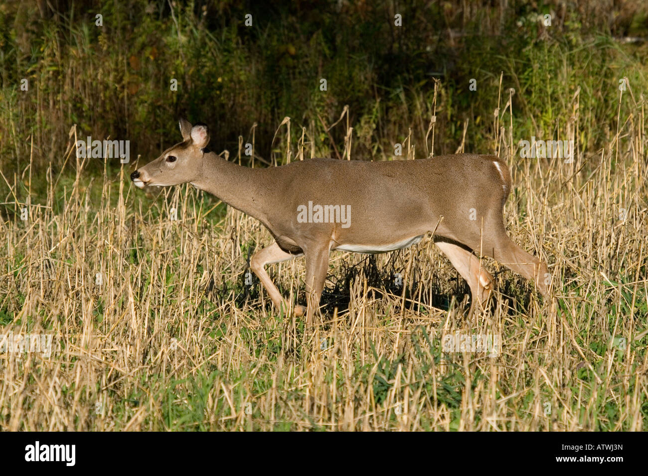 White-tailed doe (Odocoileus virginianus Stock Photo - Alamy