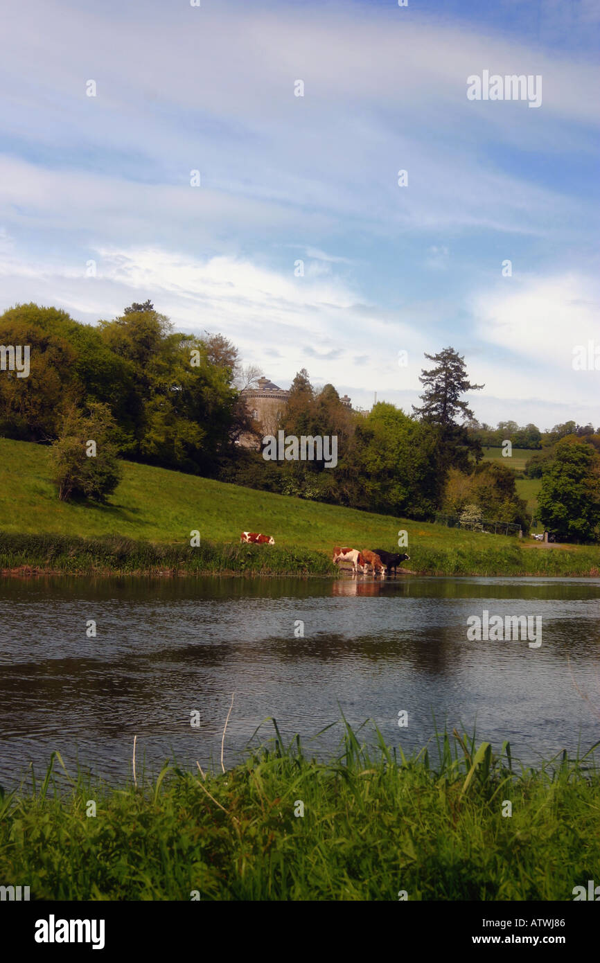 River Boyne View with Cattle Drinking, Near Slane Co. Meath Ireland ...