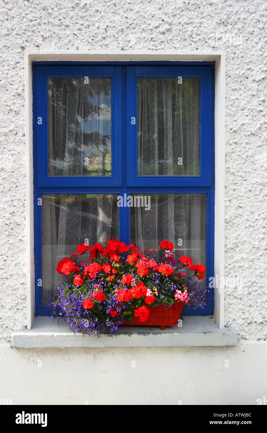 Flowers in a cottage window in Ireland Stock Photo - Alamy