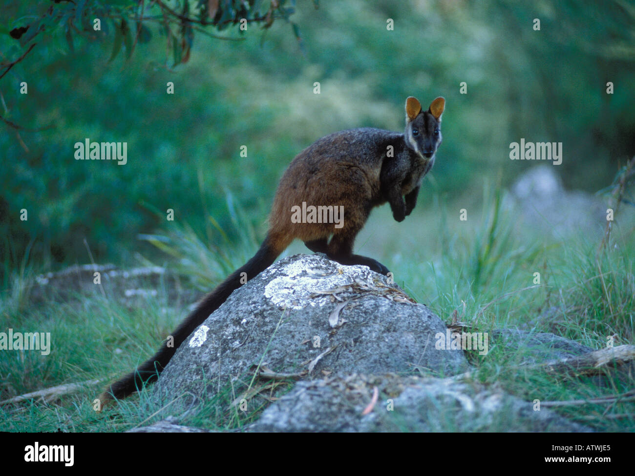 Brush tailed Rock Wallaby Petogale penicillata Declining and vulnerable ...