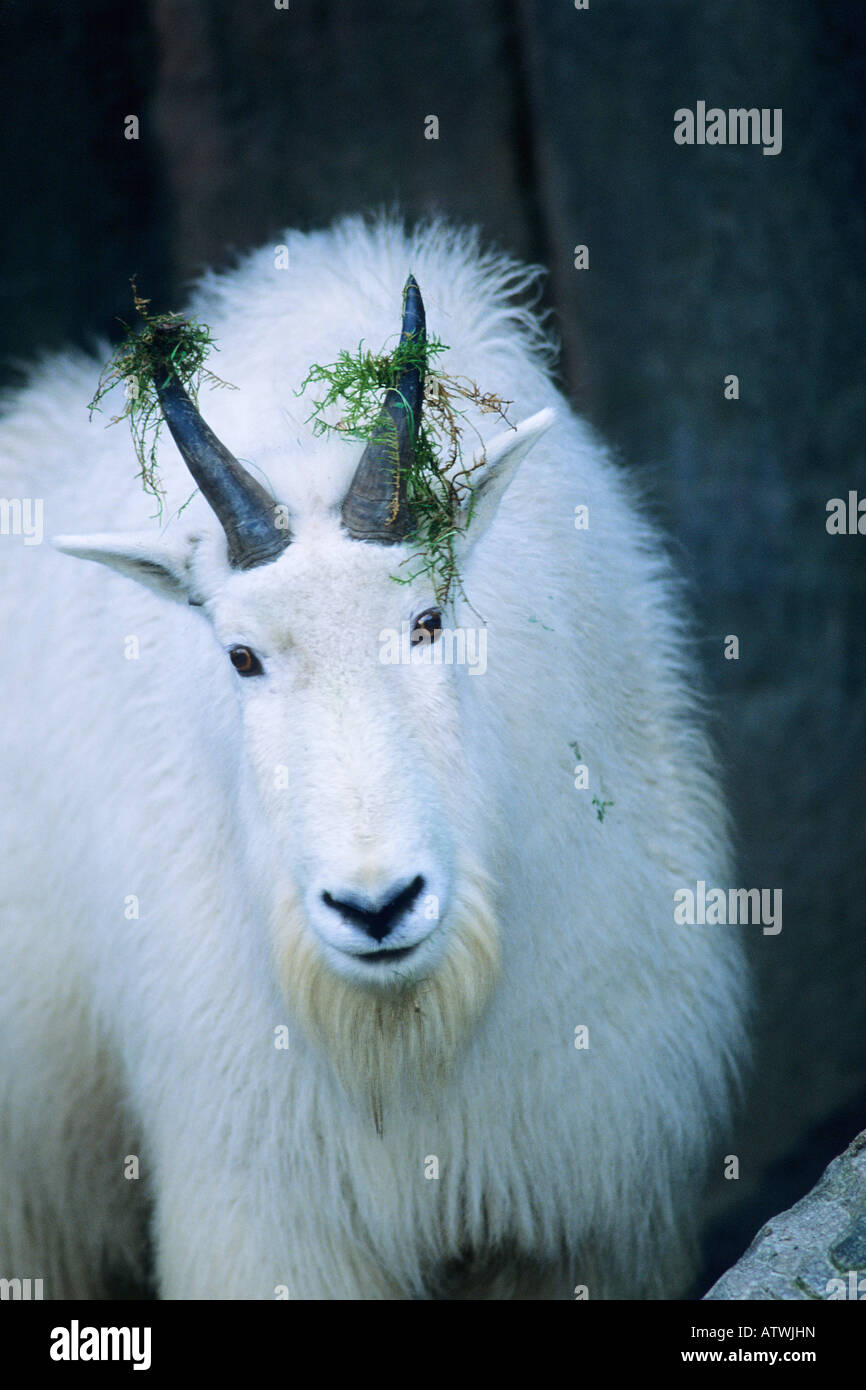 Washington state mountain goat oreamnos hi-res stock photography and ...