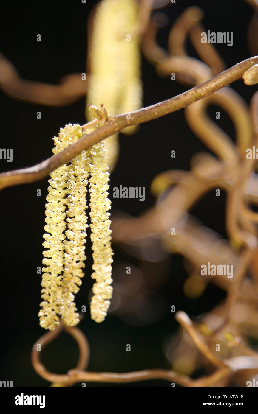 CORYLUS AVELLANA CORKSCREW HAZEL CONTORTA BETULACEAE Stock Photo - Alamy