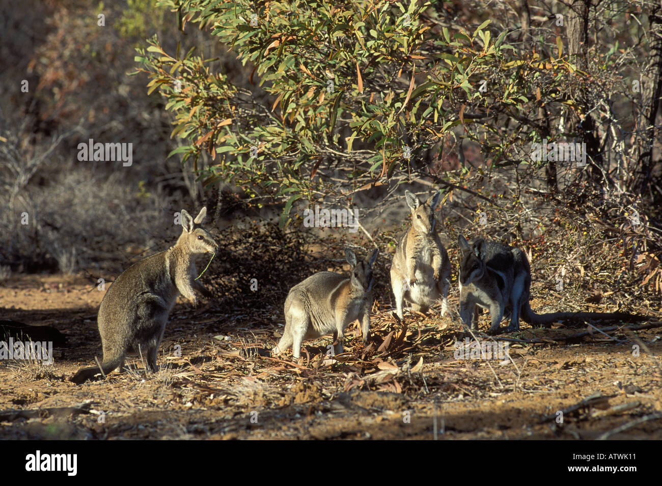 Bridled nail tail wallaby hi-res stock photography and images - Alamy