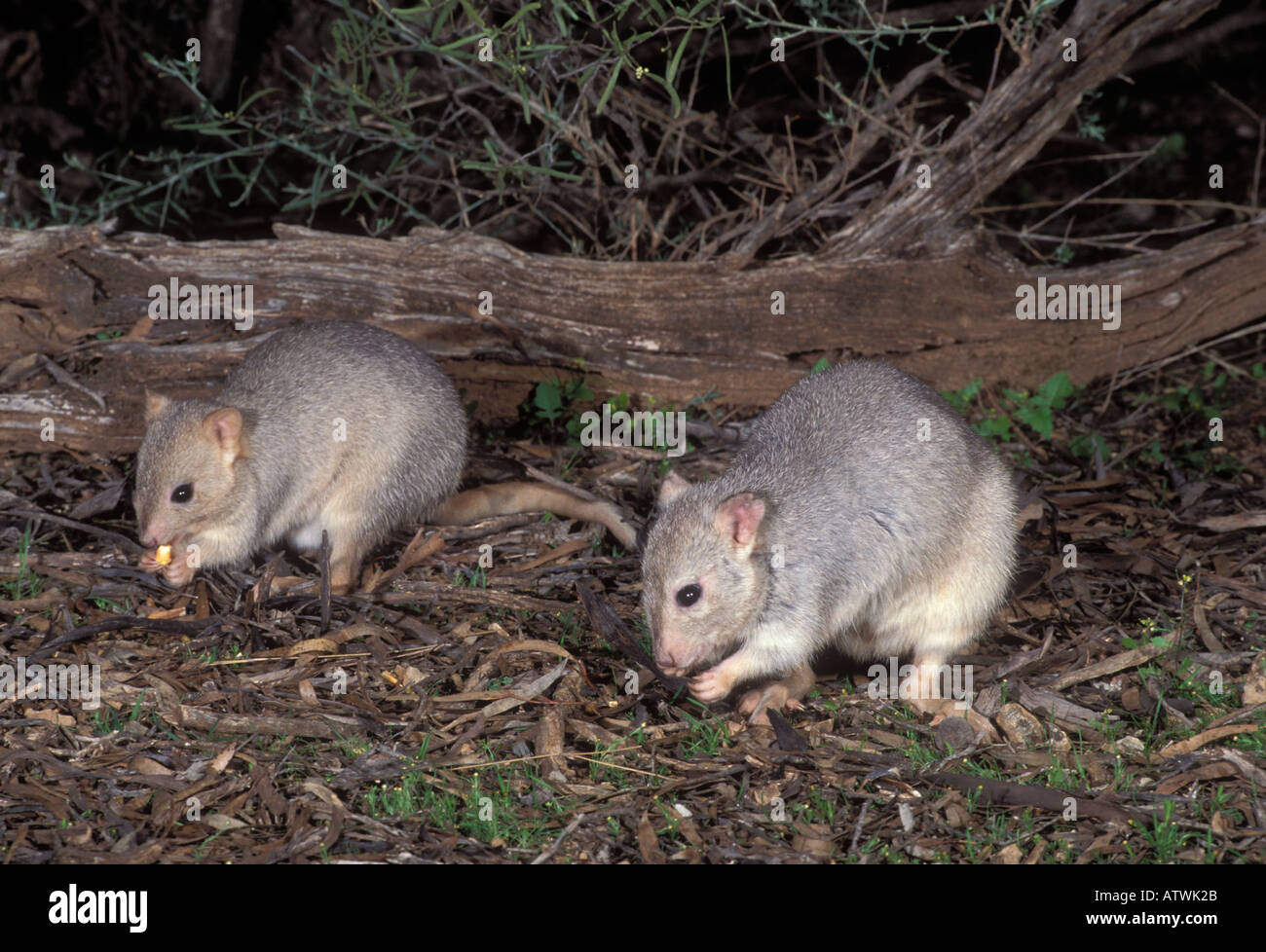 Burrowing Bettong Boodie Bettongia lesueur Endangered species ...