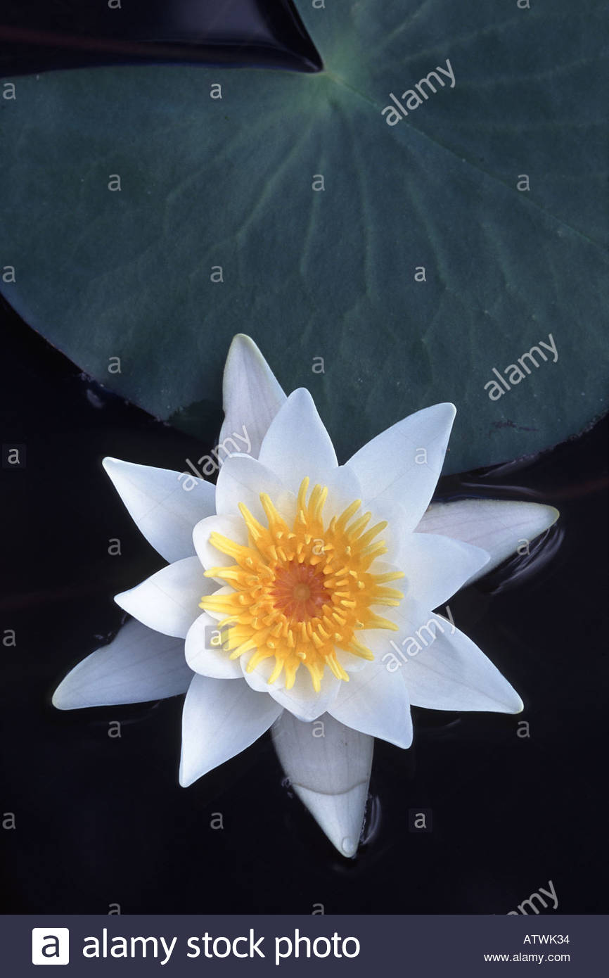 Nymphaea Candida Stock Photos & Nymphaea Candida Stock Images - Alamy