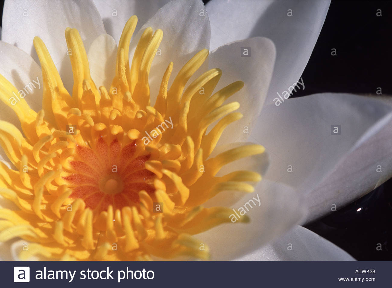 Nymphaea Candida Stock Photos & Nymphaea Candida Stock Images - Alamy