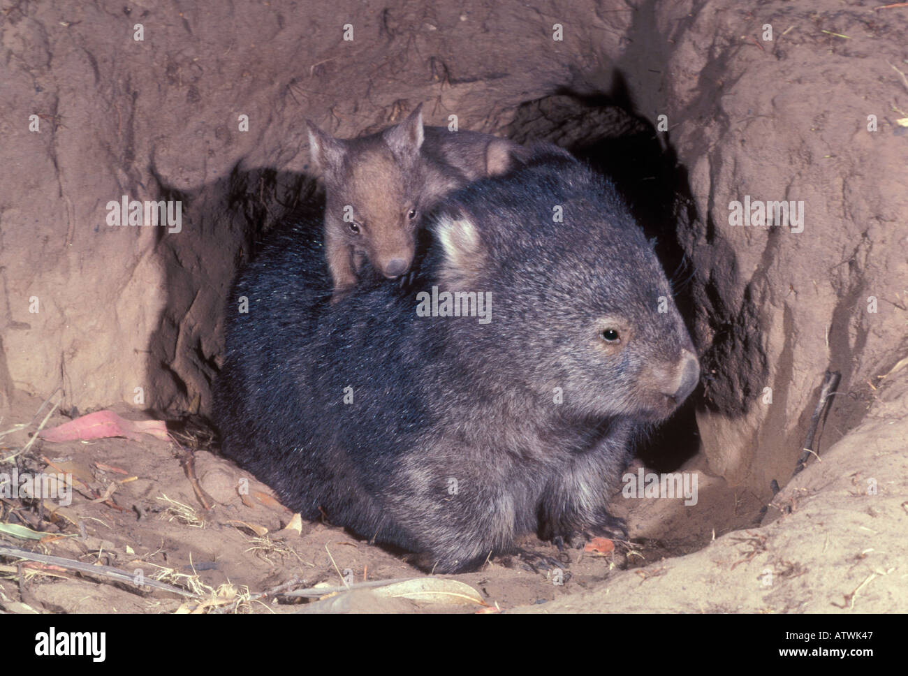 Mother wombat hi-res stock photography and images - Alamy