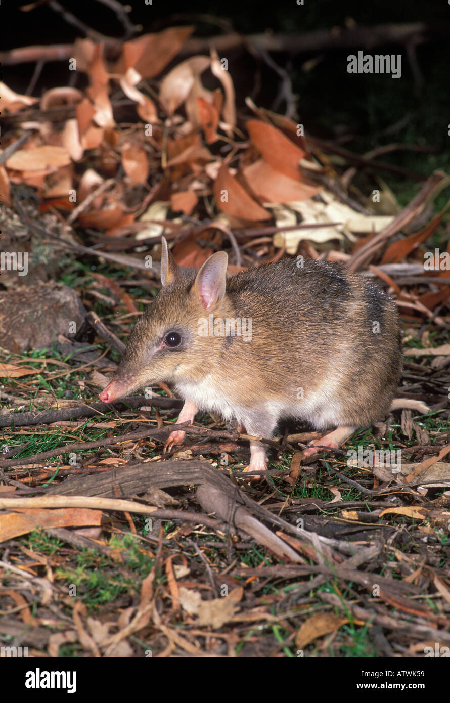Eastern Barred Bandicoot Parameles gunnii Stock Photo - Alamy