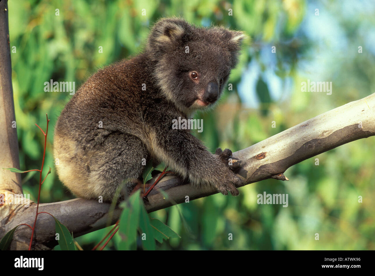 Koala Phascolarctos cinereus Stock Photo - Alamy