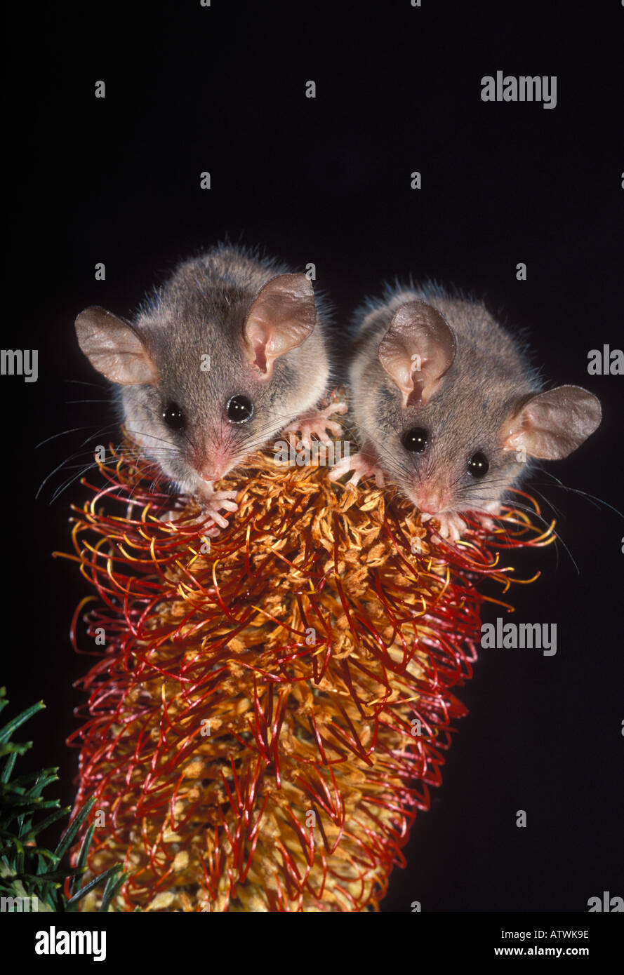 Little Pygmy Possum Cercartetus lepidus Photographed in Tasmania ...