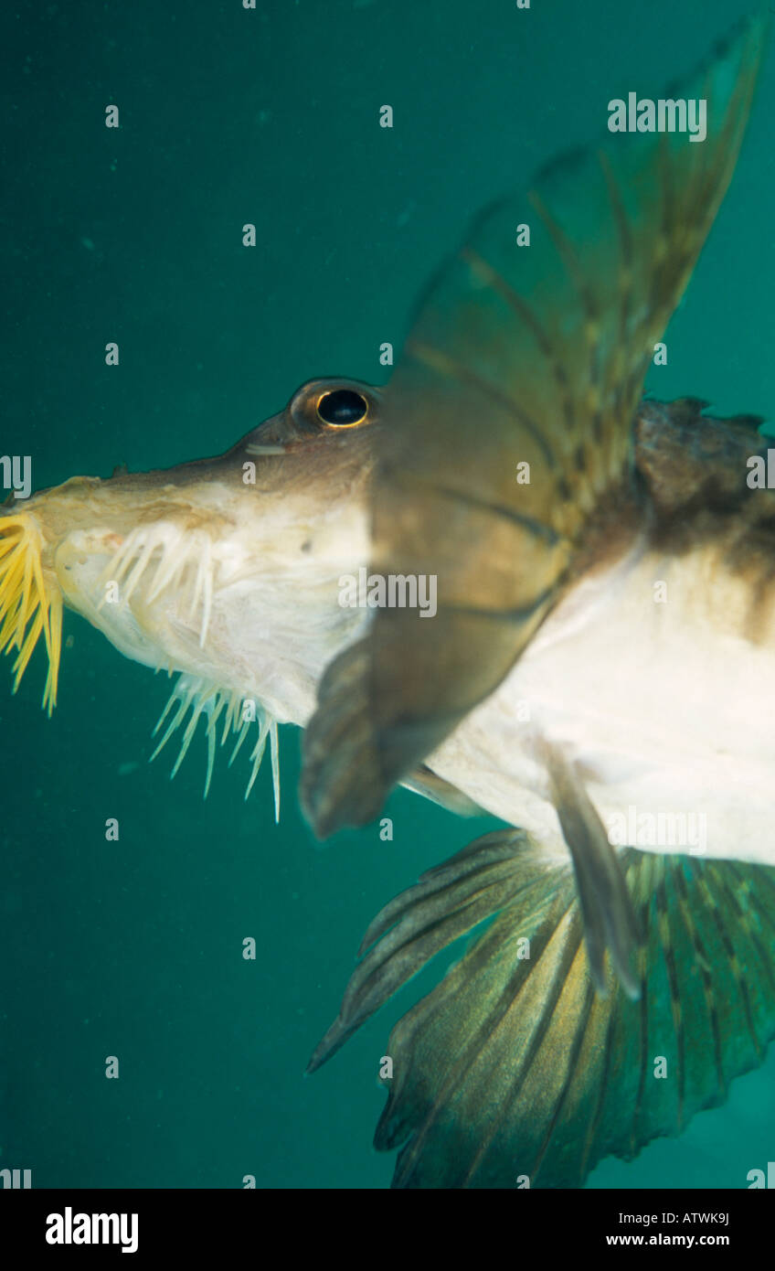 unidentified kelp fish, Kodiak Alaska Stock Photo - Alamy
