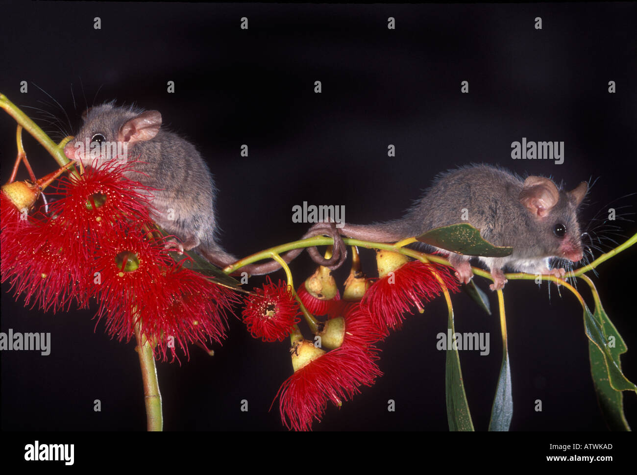 Pygmy possum tasmania hi-res stock photography and images - Alamy