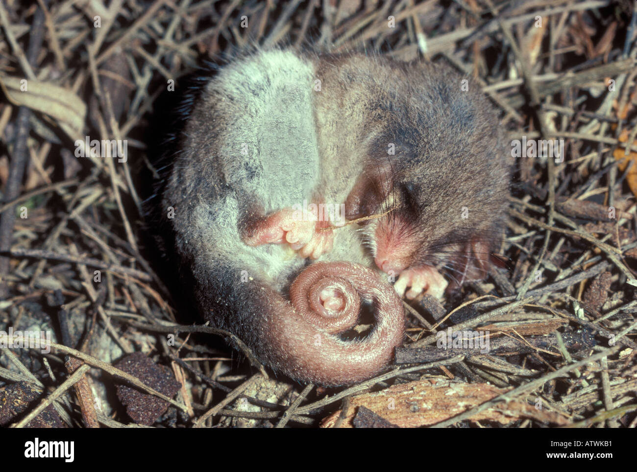 Little Pygmy Possum Cercartetus lepidus. Hibernating Photographed in ...