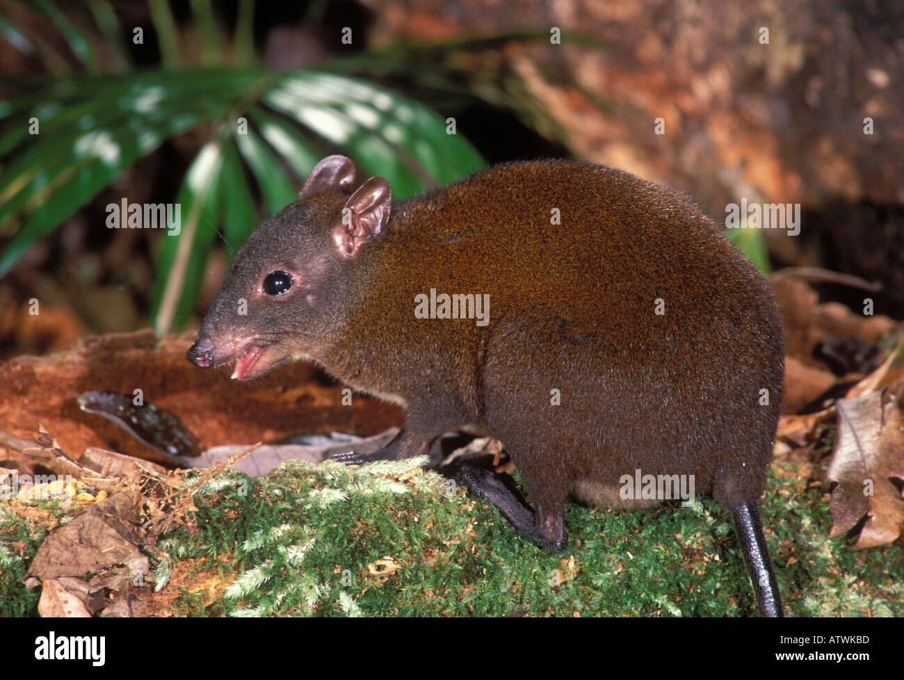 Musky Rat Kangaroo Hypsiprymnodon moschatus. Photographed in World ...