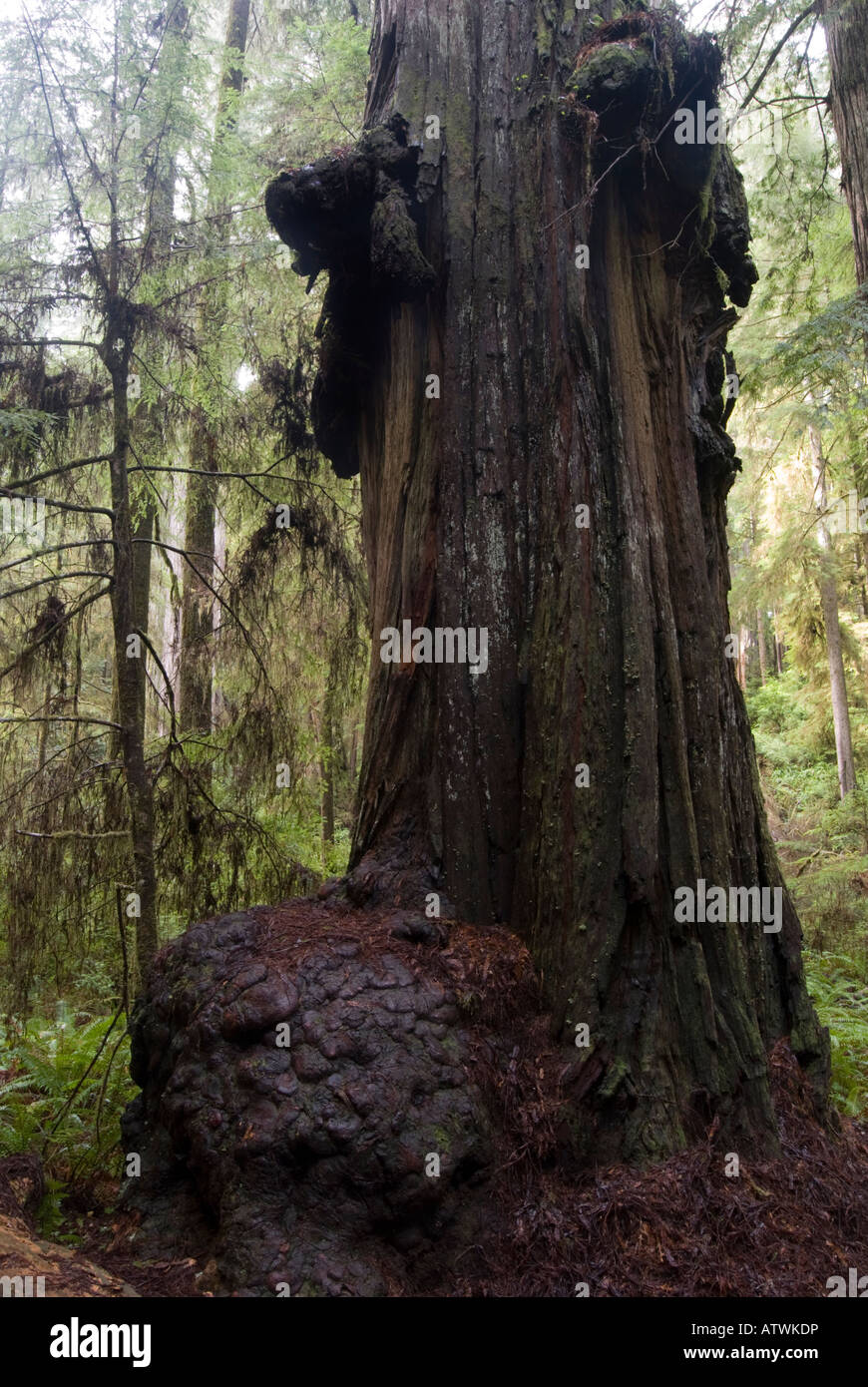 Redwood tree with burl Stock Photo - Alamy