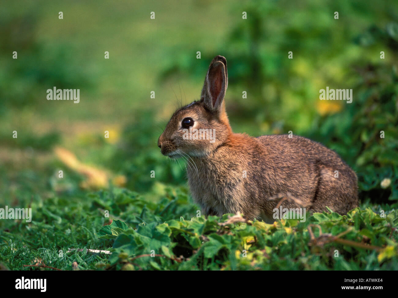 Oryctolagus cuniculus mammal hi-res stock photography and images - Alamy