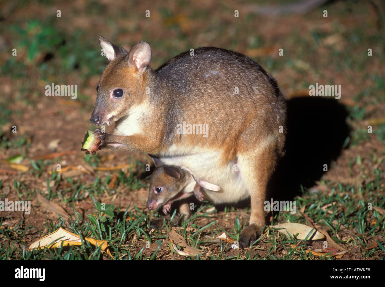 Red legged Pademelon Thylogale stigmatica Stock Photo - Alamy