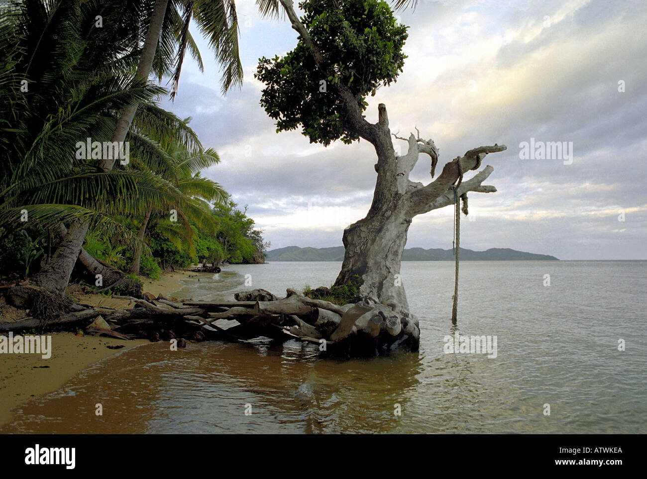 Quirky tree growing seemingly out of the ocean as high tide covers its ...