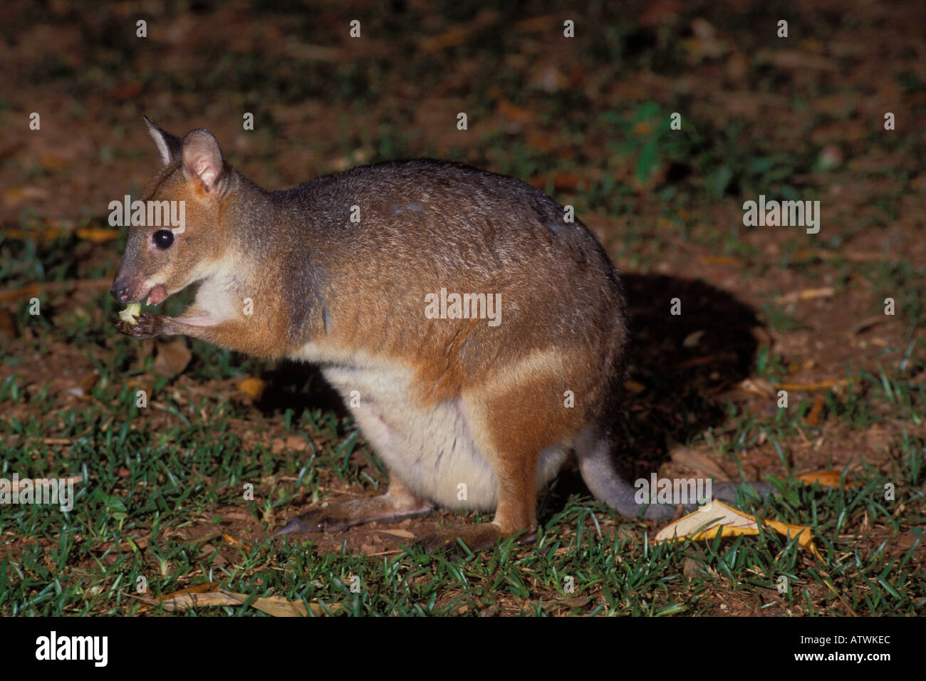 Red legged Pademelon Thylogale stigmatica Photographed in Lamington ...