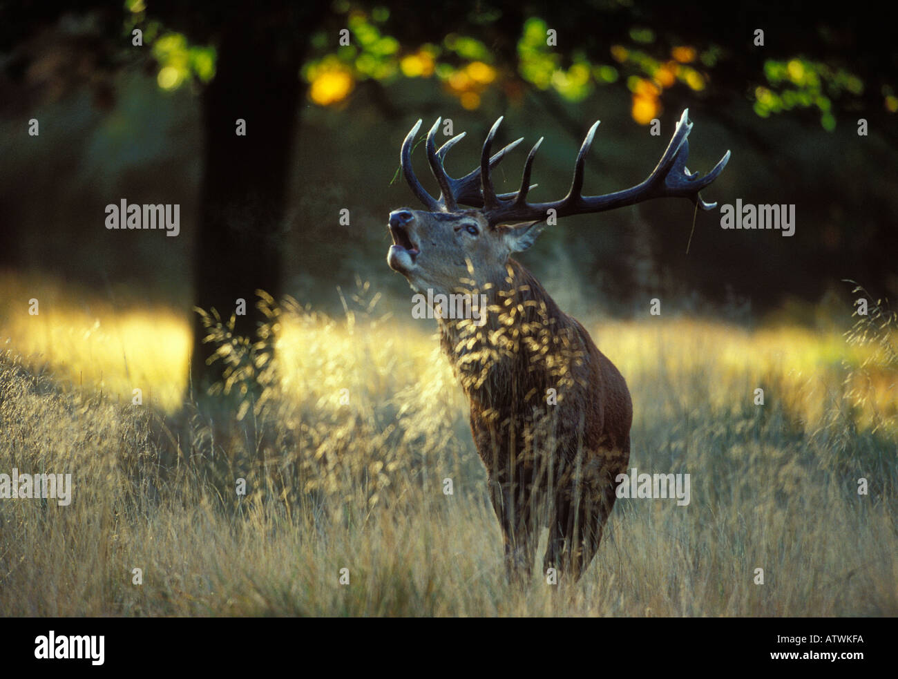 Red Deer Cervus elaphus Stag roaring Photographed in England Stock ...