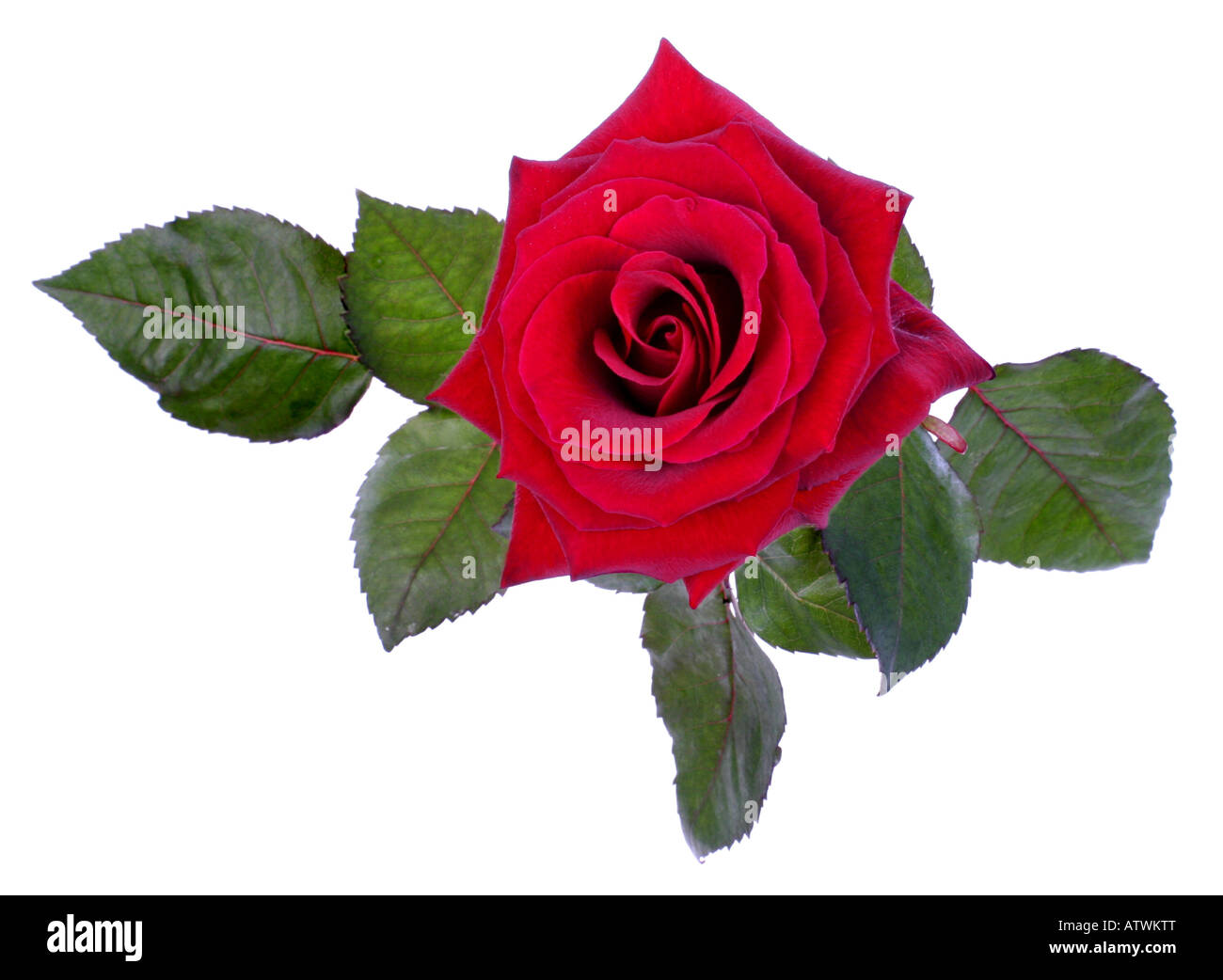Rose rosa spec hi-res stock photography and images - Alamy