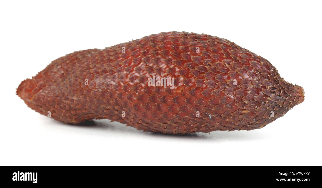 snake palm sala palm salak Salacca zalacca Salacca edulis fruit origin ...