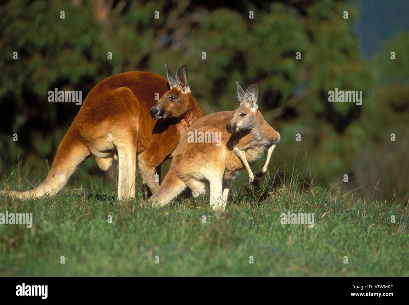 Red Kangaroo Macropus rufus Male and female Stock Photo - Alamy