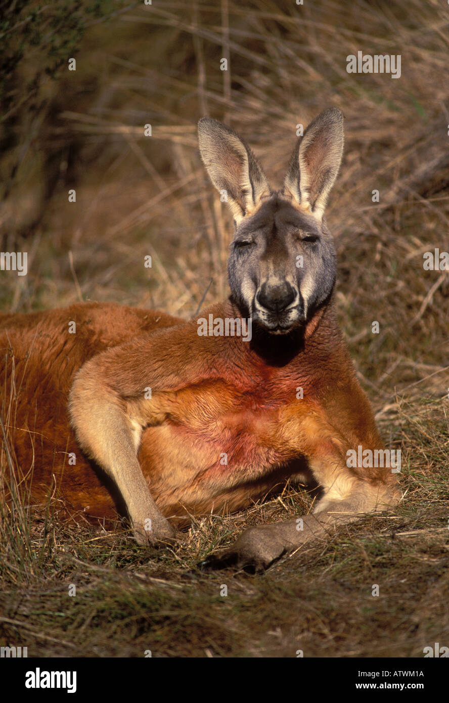 Red Kangaroo Macropus rufus Stock Photo - Alamy