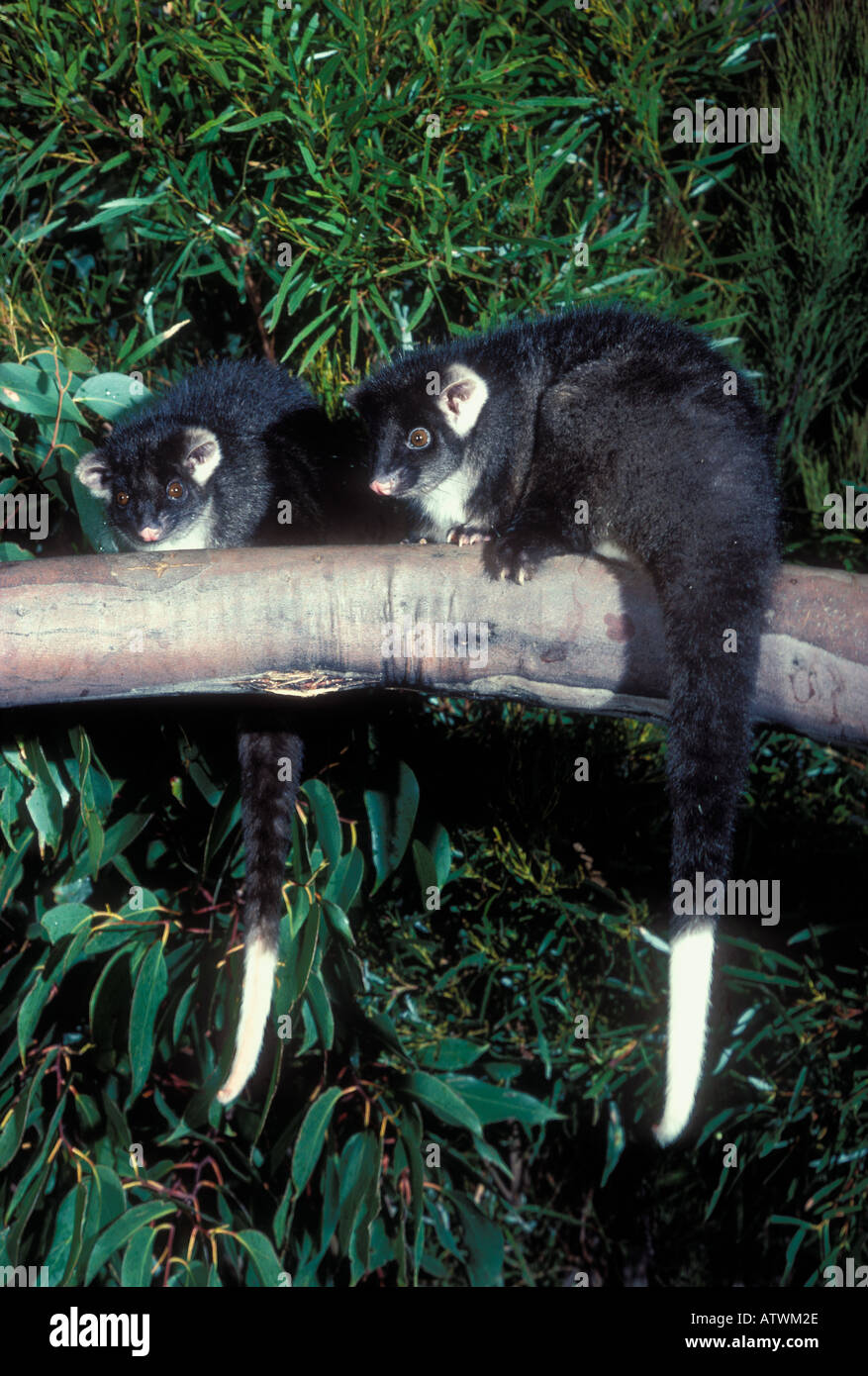 Common Ringtail Possum Pseudocheirus peregrinus Photographed in ...
