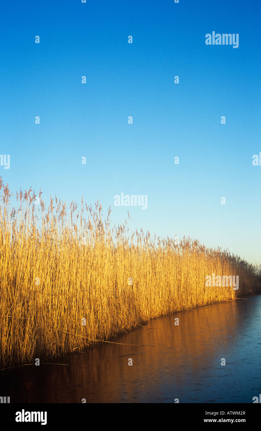 Winter Norfolk Broads scene in warm light of golden Common reeds and ...