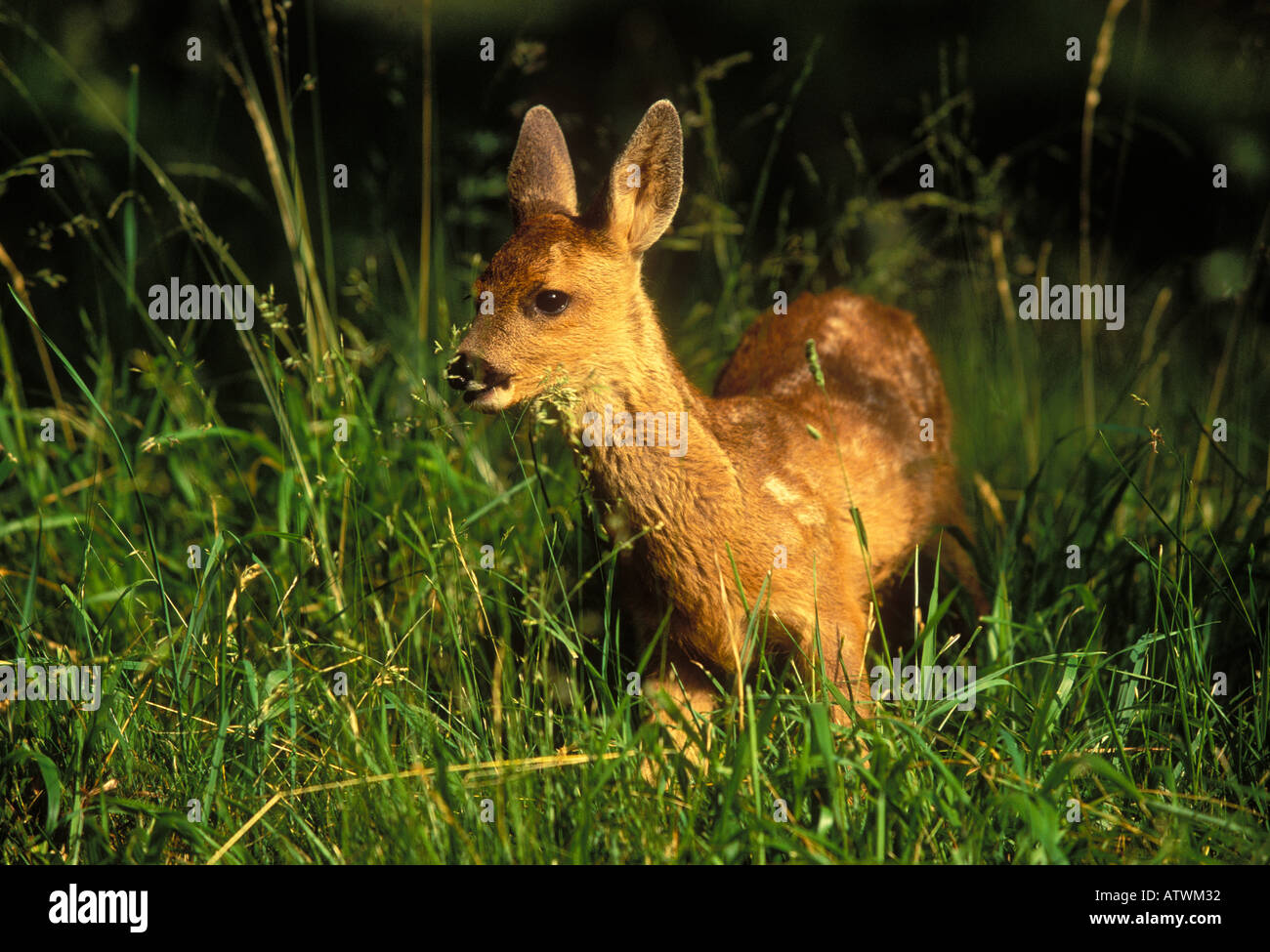 Roe Deer Capreolus capreolus Kid Photographed in England Stock Photo ...