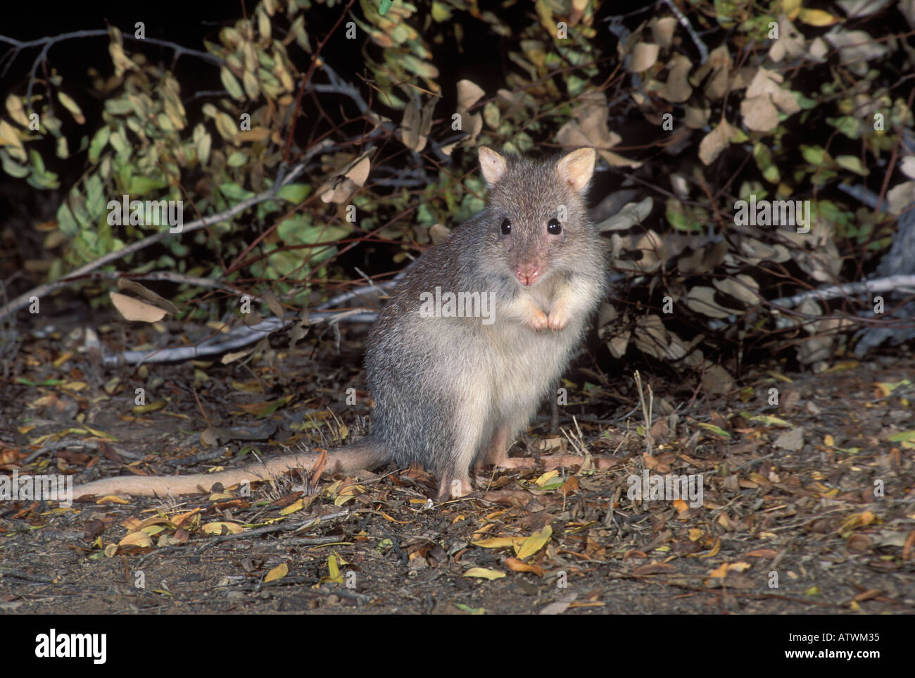 Aepyprymnus rufescens hi-res stock photography and images - Alamy