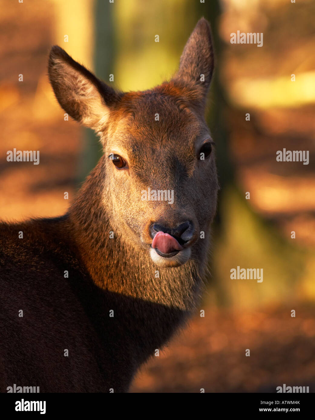 Red deer portrait Stock Photo - Alamy