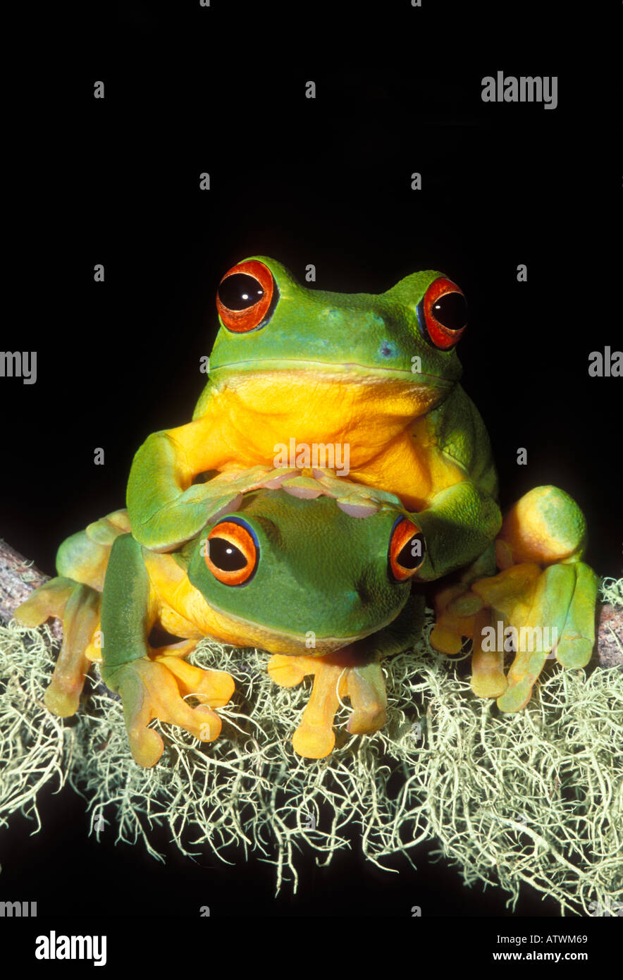 Orange thighed Tree Frog Litoria chloris Pair Photographed in ...