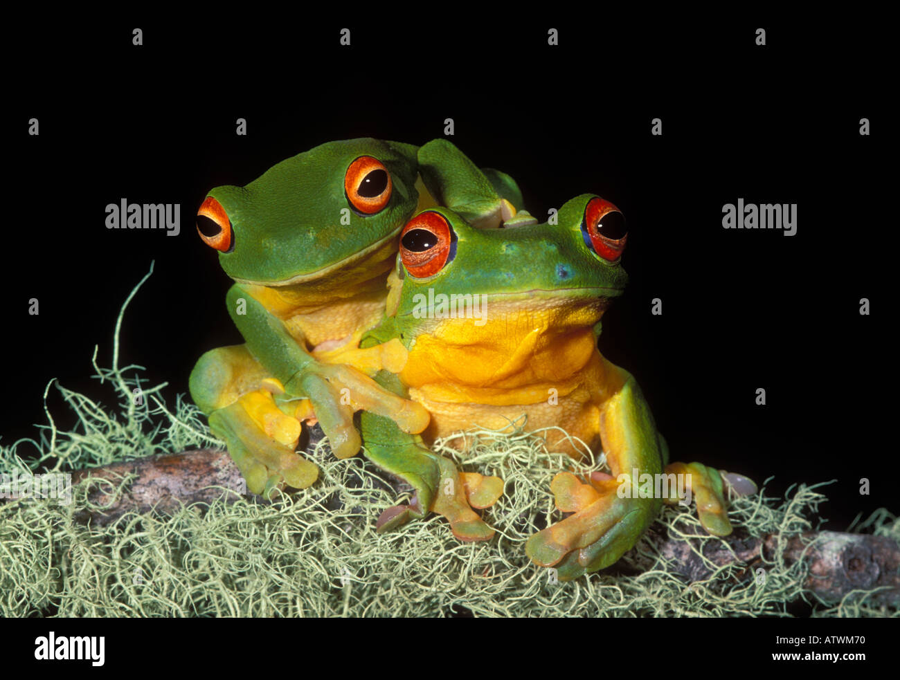 Orange thighed Tree Frog Litoria chloris Photographed in Queensland ...