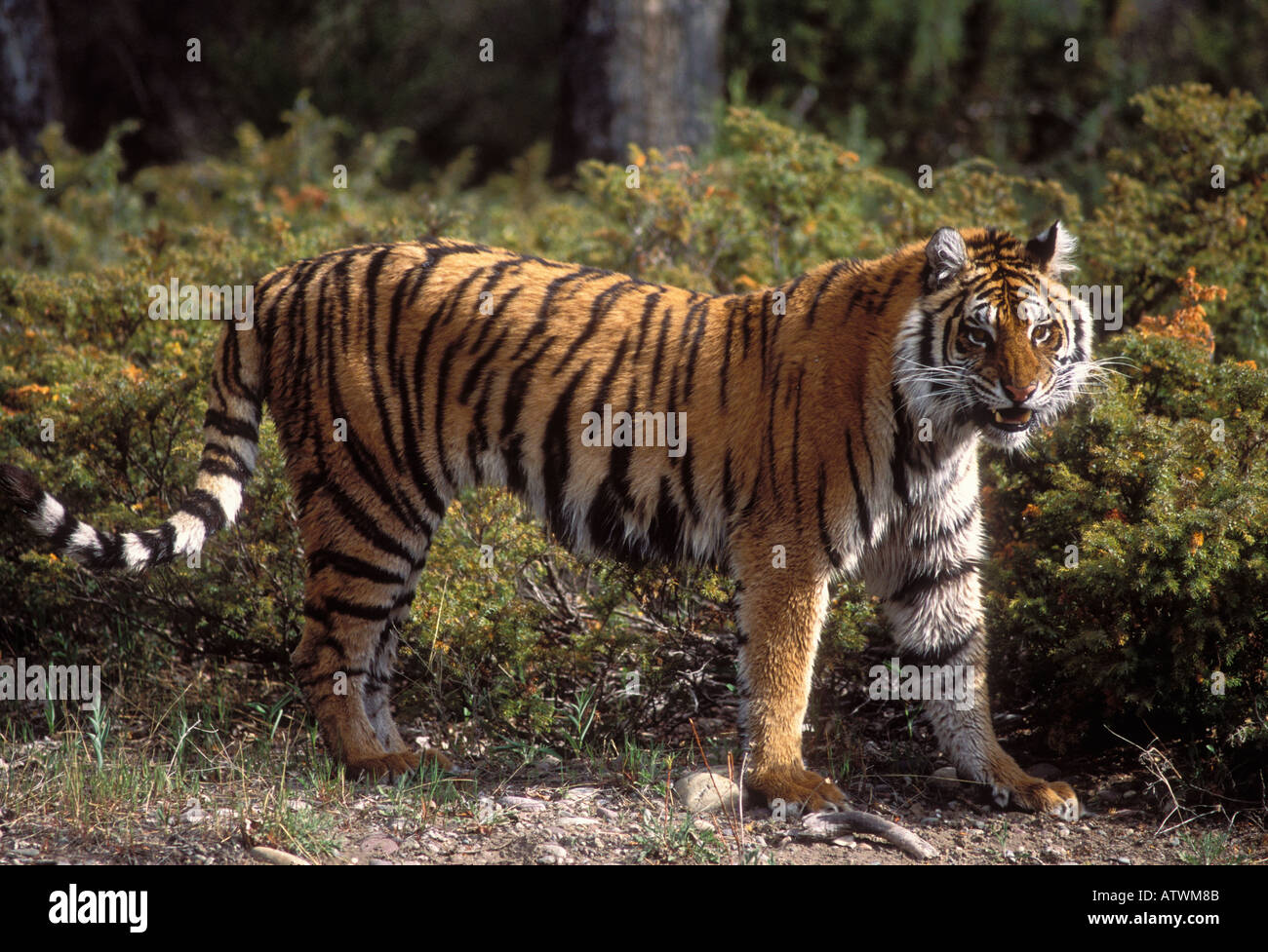 Siberian Tiger Panthera tigris altaica Stock Photo - Alamy