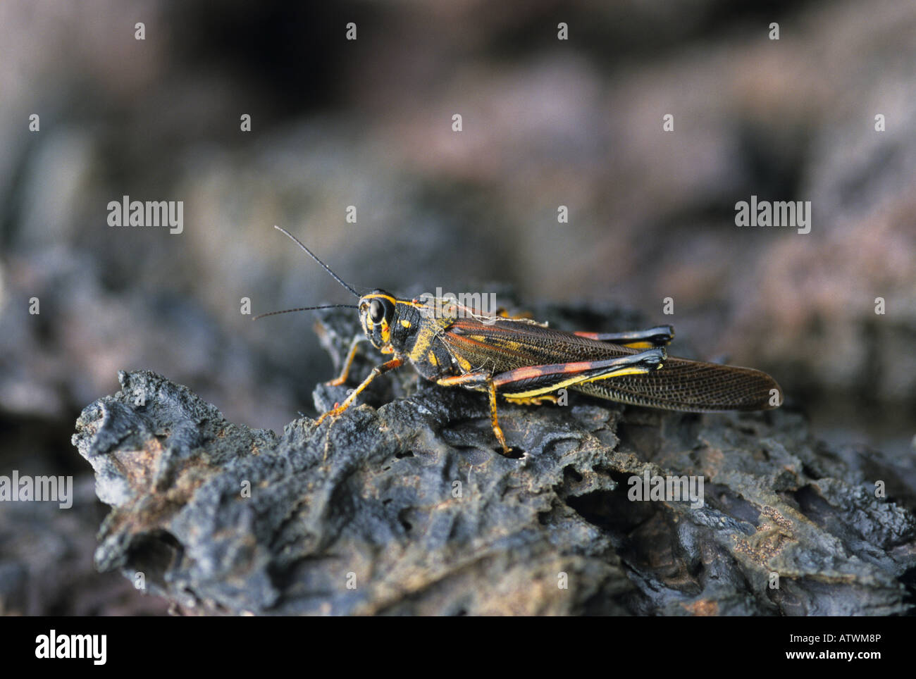 Large Painted Locust Schistocerca melanocera Stock Photo - Alamy
