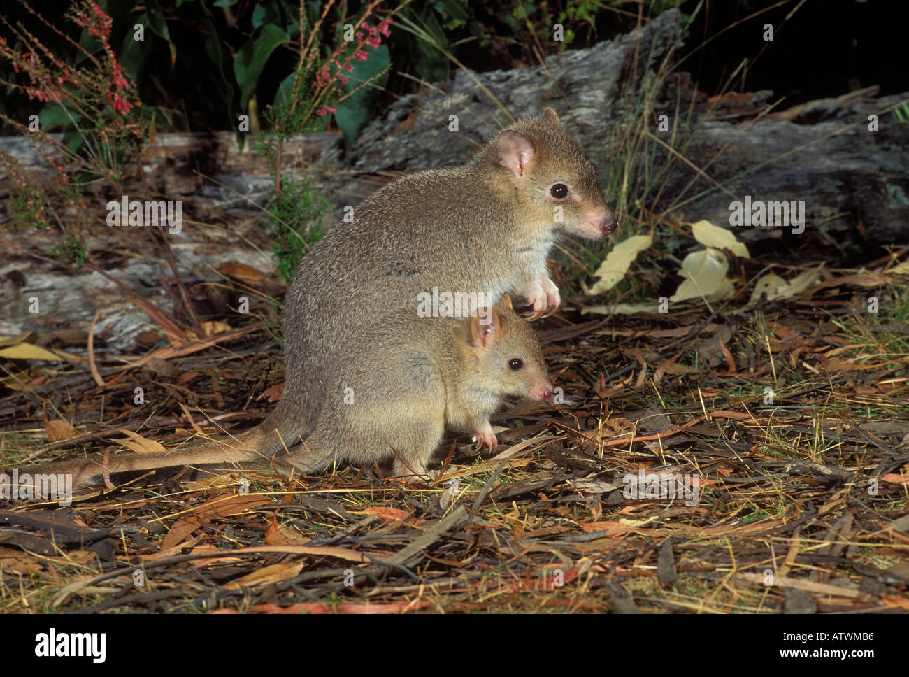 Bettong Stock Photos & Bettong Stock Images - Alamy