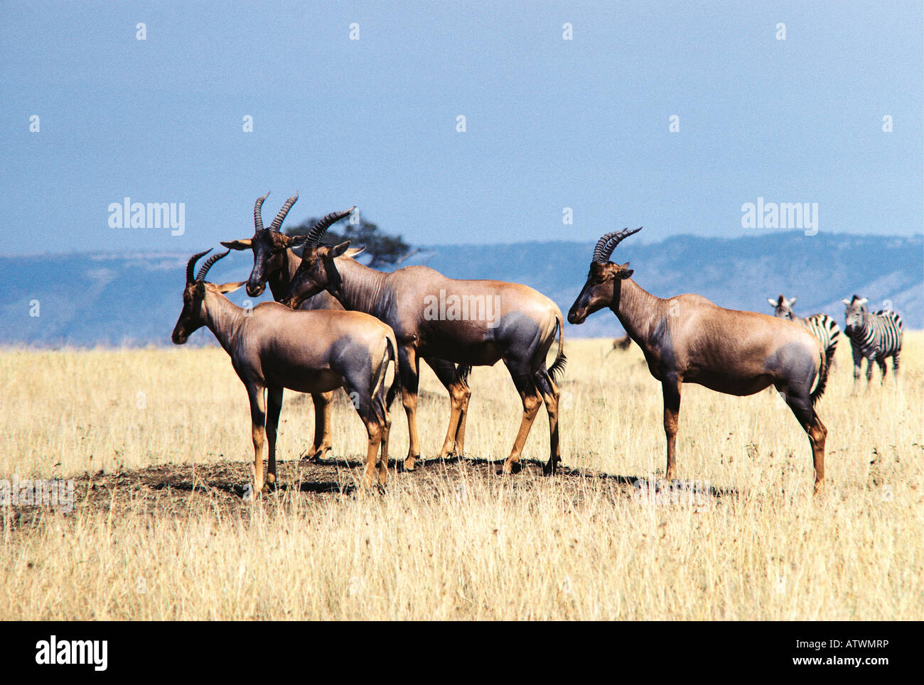 Adult Topi DAMALISCUS KORRIGUM termite mound Four 4 adult Topi standing ...